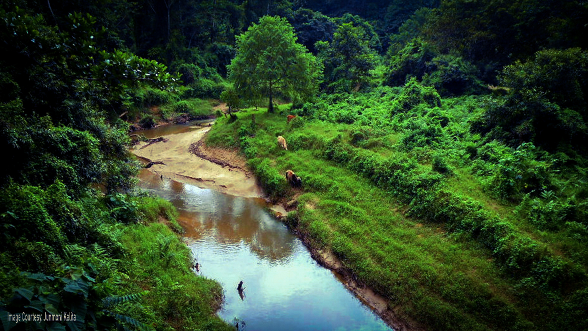 Dehing Patkai National Park Assam | Dehing Patkai National Park